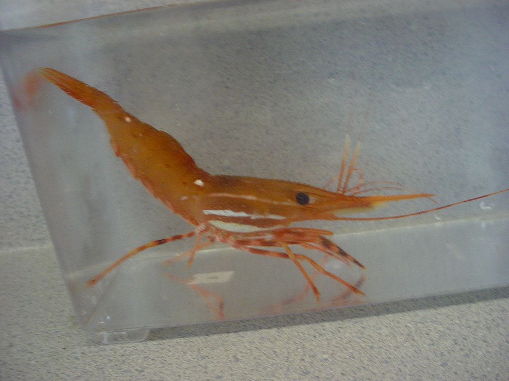 Pandalus Platyceros California Spot Prawn Pandalus Platyceros California Spot Prawn