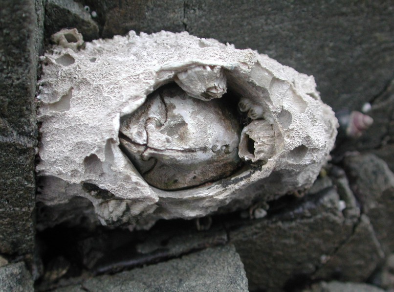 Balanus glandula